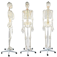 Amhuui 170cm Professional Human Skeleton Model, Life-Size Anatomical ...