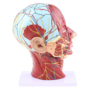 jijiwaiwai Human Anatomical Half Head Face Anatomy Medical Brain Neck ...