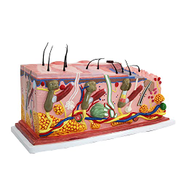 MYIME Human Skin Anatomy Model, Magnified 300x to Show The Various ...